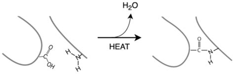 Schematic Figure Of Thermal Crosslinking Of Gelatin Fiber Download