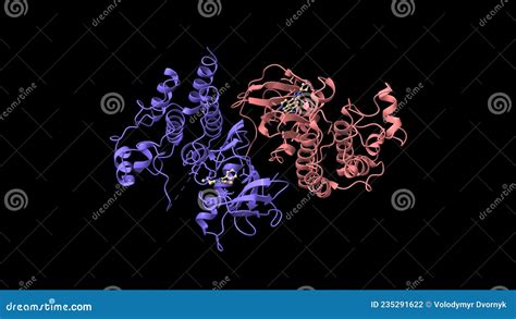 Crystal Structure Of C Raf Raf 1 A Mitogen Activated Protein Kinase