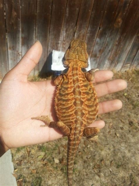 Sandfire Bearded Dragon