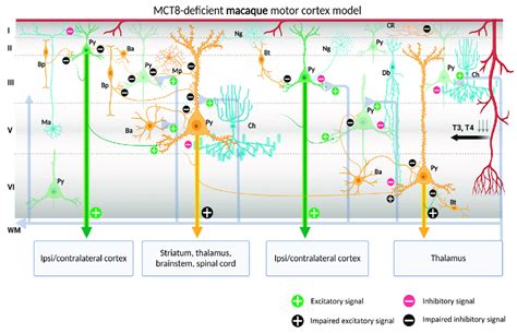 Models Of Human And Macaque Mct8 Deficient Motor Cortex The Models