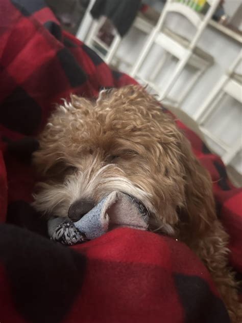 Anyone Elses Cavapoo Obsessed With Socks Rcavapoo