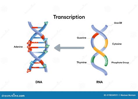 Dna Transcription Process From Dna To Rna A Biological Overview