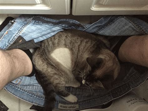 Izzy In Some Short Pants R Catsinpants