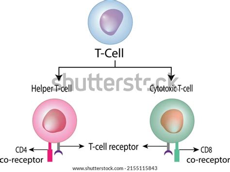 Helper T Cell