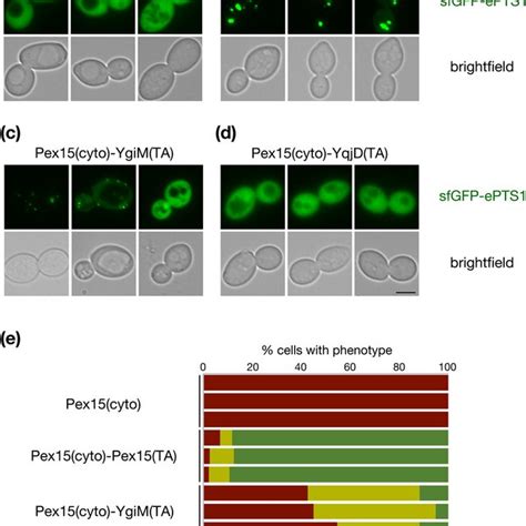 The Ygimta Can Functionally Replace The Tail Anchor Of Pex15p