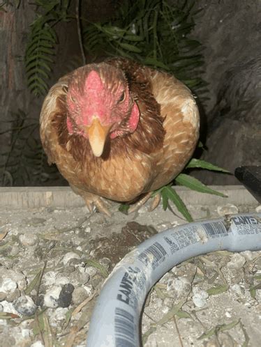 Angry Chicken Meme Angry Chicken Discover And Share S