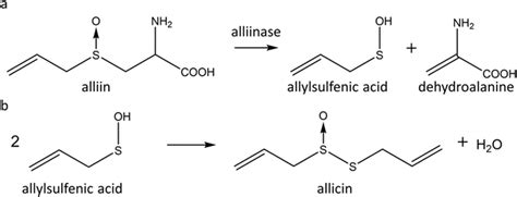 The Effect Of Duration And Temperature Of Allicin Biosynthesis In
