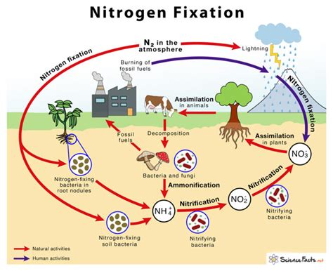 Nitrogen Fixation Definition Process Example And Equation