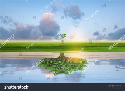Tree Reflection Images Stock Photos Vectors Shutterstock