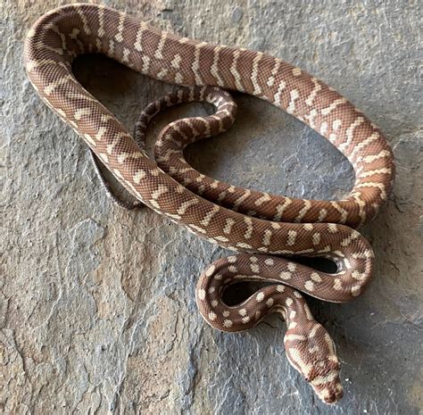 Bredli Pythons Available