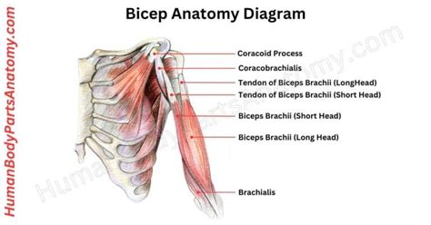 Arm Anatomy Comprehensive Guide With Parts Names And Diagram