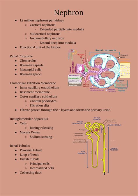 Solution Nurs3400 Human Pathopsyiology Ch31 Structure And Function Of The Renal And Urologic