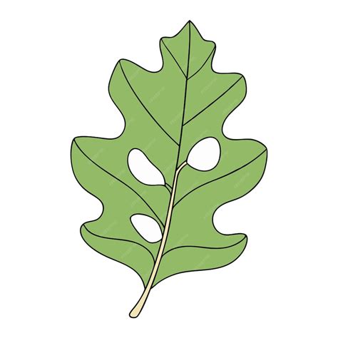 Eichenbaum Zeichnung Silhouette Design Vektor Illustration Clipart Eps