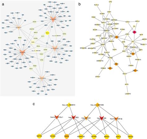 The Circrna Mirna Hub Gene Network A The Circrna Mirna Mrna Network Download Scientific