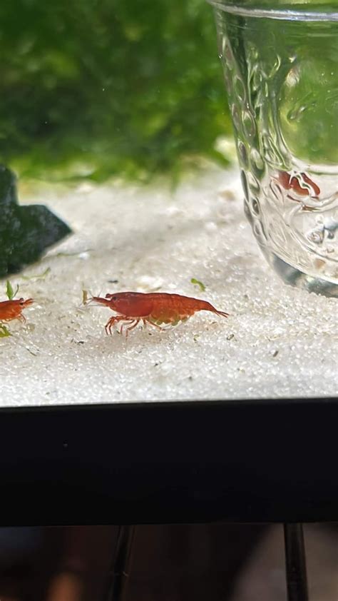 First Time Poster Long Time Fan Rshrimptank