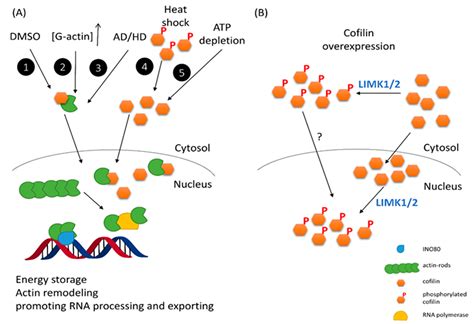 The Actin Depolymerizing Factor Adfcofilin Signaling Pathway And Dna