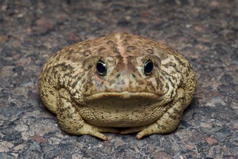 What Animal Eats Woodhouse Toads At Ola Cahoon Blog