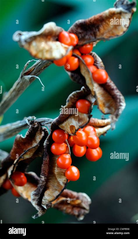 Candy Fruit Iris At Lindsey Vann Blog