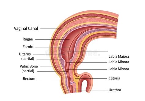 Cross Sectional Diagram Of Female Genital Anatomy Detailed Stock