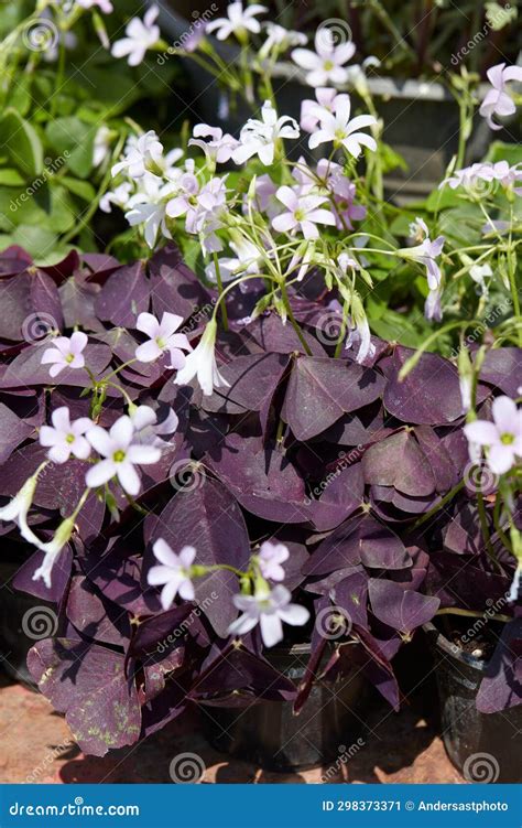 Oxalis Triangularis Mijke Plants And Flowers Red Clover Stock Image Image Of Plants Outdoor