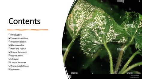 Albugo Presentation Plant Pathology Lecture Pptx Pptx