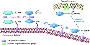New Tricks For Human Farnesyltransferase Inhibitor Cancer And Beyond