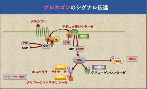 【解決】ケトン体とは？