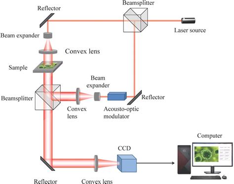 Frontiers Cell Image Reconstruction Using Digital Holography With An Improved Gs Algorithm