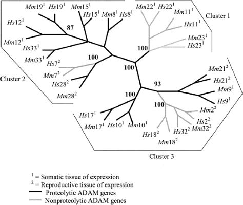 Unrooted Maximum Parsimonious Tree Of Ancestral Phylogeny Generated By Download Scientific