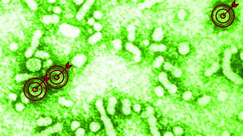 A Single Dose Cure For Hep B Hepsa Community News
