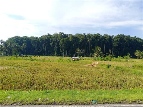 Monkey Forest Sangeh Bali Stock Image Image Of Forest 268172883