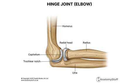 Hinge Joint Examples Elbow