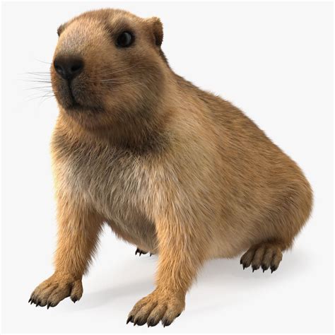 Sitting Ground Squirrel 3d Model 69 3ds Blend C4d Fbx Max Ma Lxo Obj Free3d