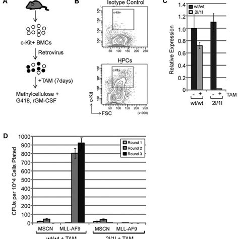 Mll Af9 Cells Require Dot1l To Maintain Transformation In Vitro A