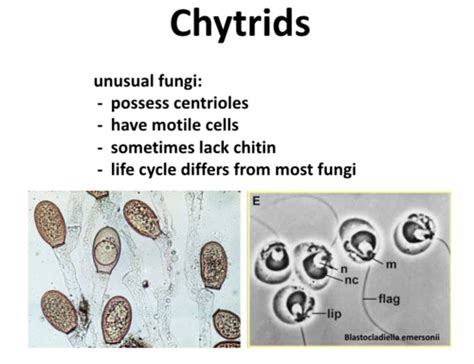 Mycology Flashcards Quizlet