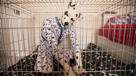 Transespecie El Hombre Que Siente Como Un Perro Dálmata