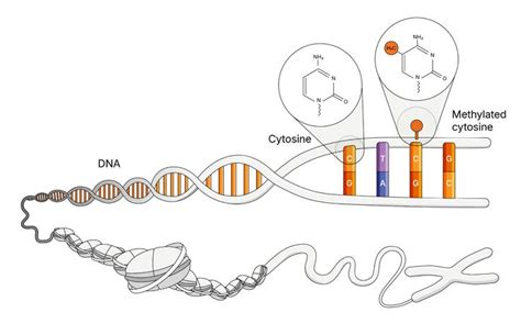 Illumina 5 Base Technology A Leap In Multiomic Research Fiona Kaper Posted On The Topic