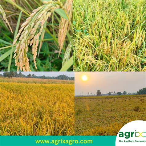 Sunidhi Kumari On Linkedin Paddy Harvesting Agrix