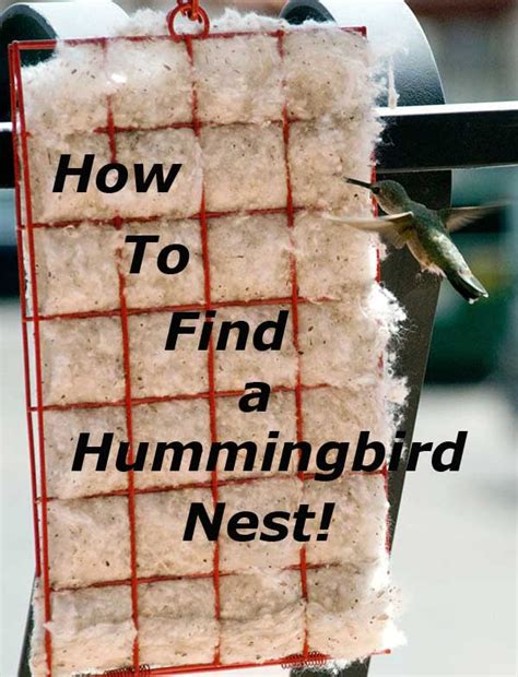 Hummingbird Nesting Kit