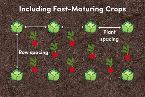 Spacing Matters Why Vegetable Plants Need To Keep Their Distance The Seed Collection