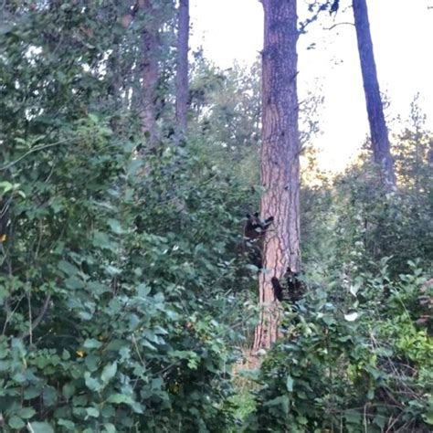 Bear Identification Missoula Bears