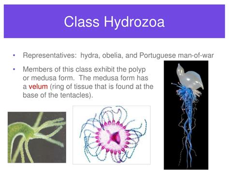 Ppt Characteristics Of Radiate Animals Cnidaria And Ctenophora