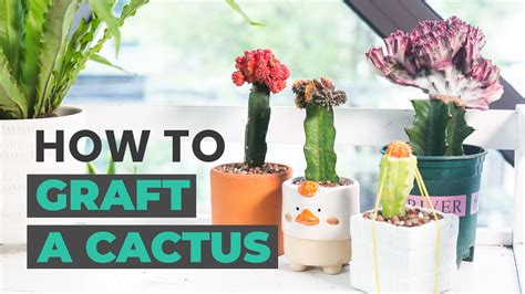 How To Graft Cactus A Step By Step Guide To Cactus Grafting Techniques