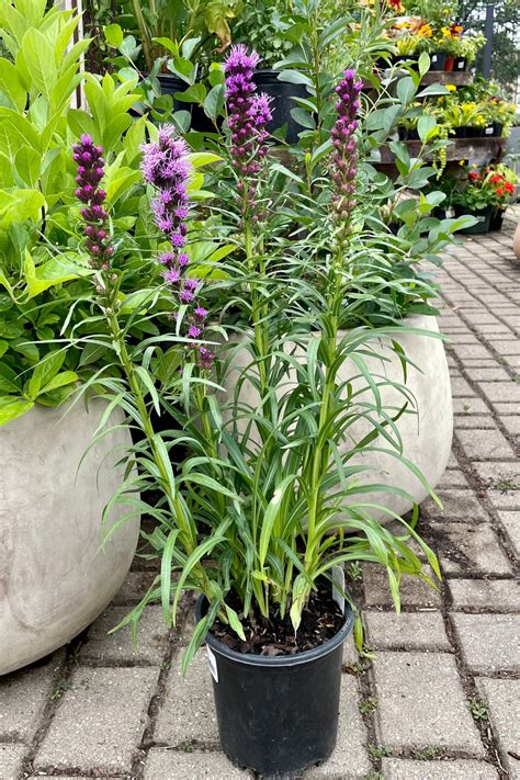 Liatris Spicata Kobold 1 Sprout Home