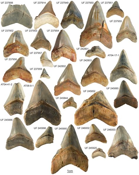 Megalodon The Monster Sharks Dead National Geographic