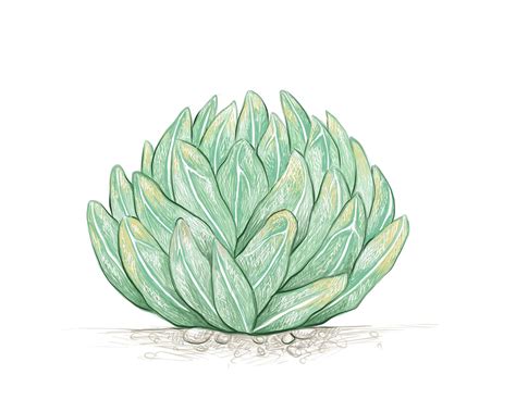 Boceto Dibujado A Mano De La Planta Agave Victoriae Reginae Vector