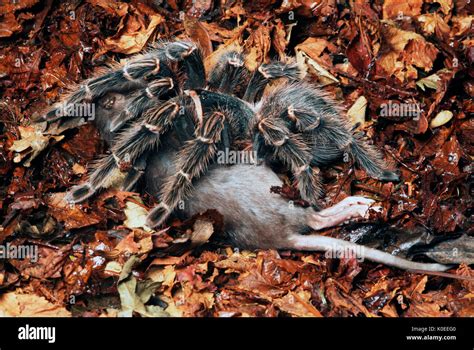 What Rats Eat Spiders At Alesia Lehr Blog