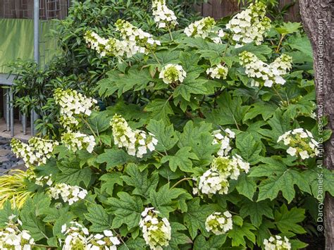 Hydrangea Quercifolia Pee Wee