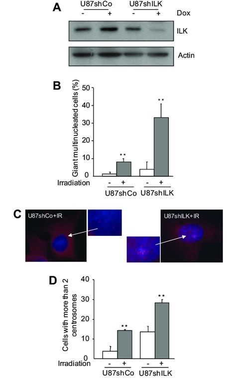Silencing Integrin Linked Kinase Ilk Induces Radiationinduced Mitotic