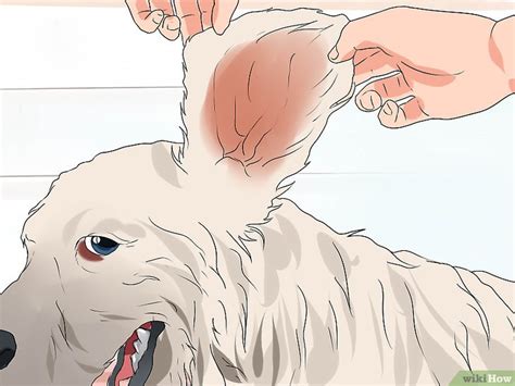 Comment Traiter Les Infections De Loreille Chez Le Cocker Spaniel Anglais